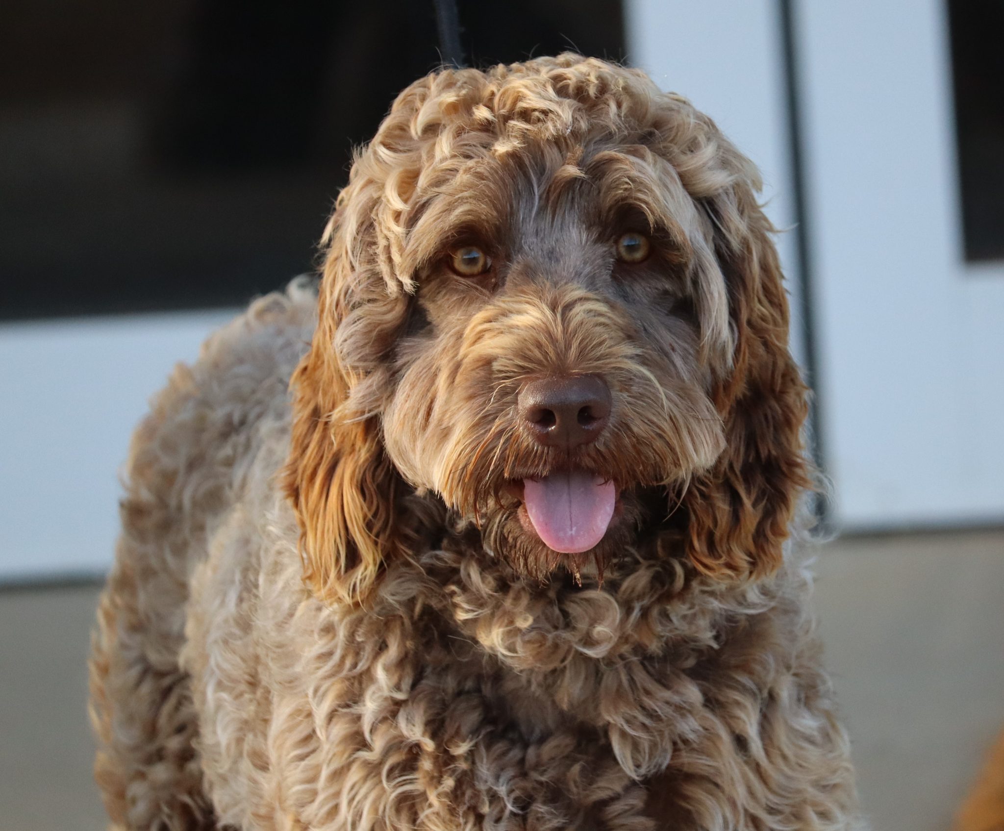 Great Mates Australian Cobberdogs